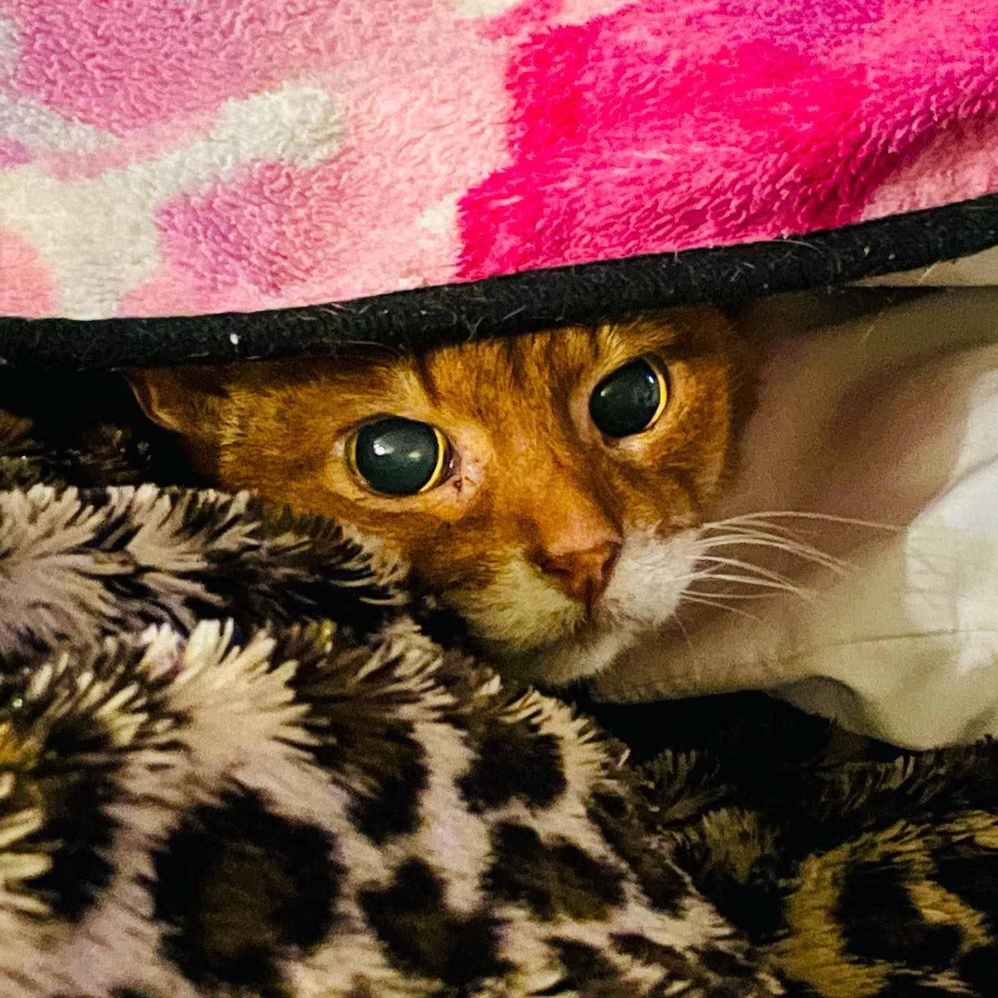 Amazon Music Tiles – Sam Jennings – Creative Design Portfolio